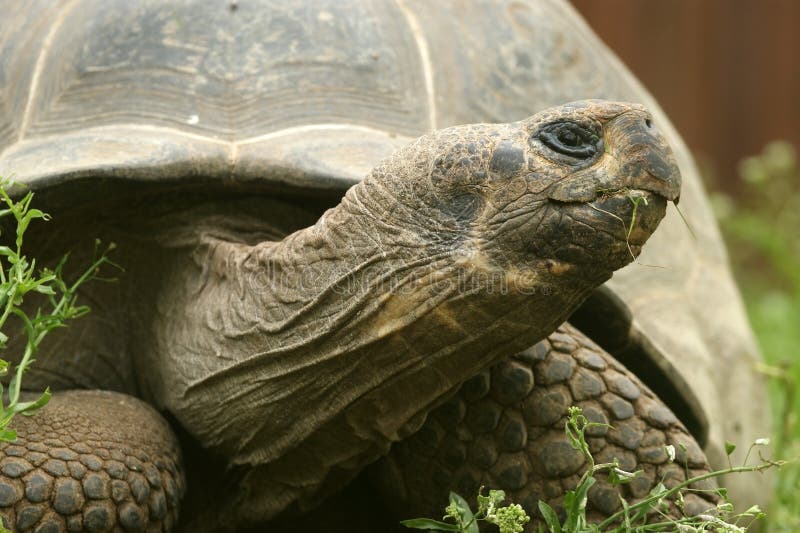 Giant Tortoise stock image. Image of aldabra, wildlife - 2255669