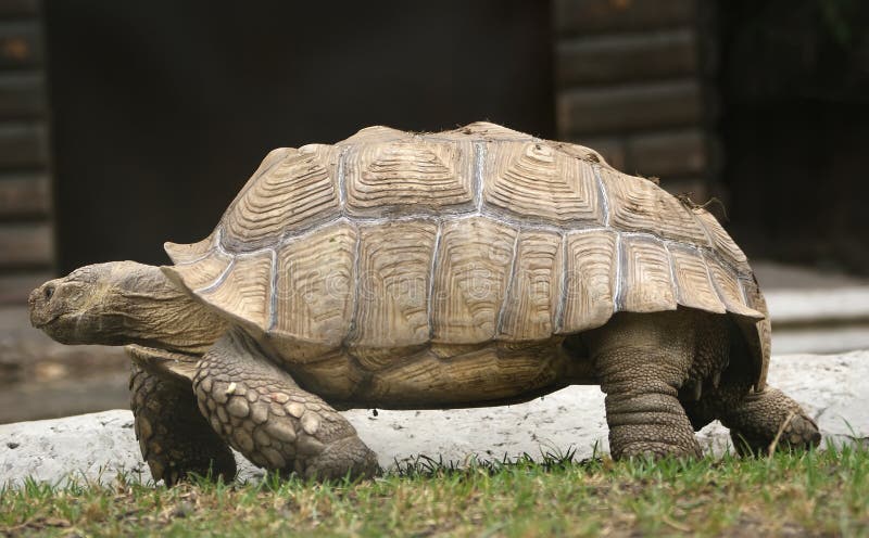 Very big tortoise stock image. Image of reptile, pets - 20803239