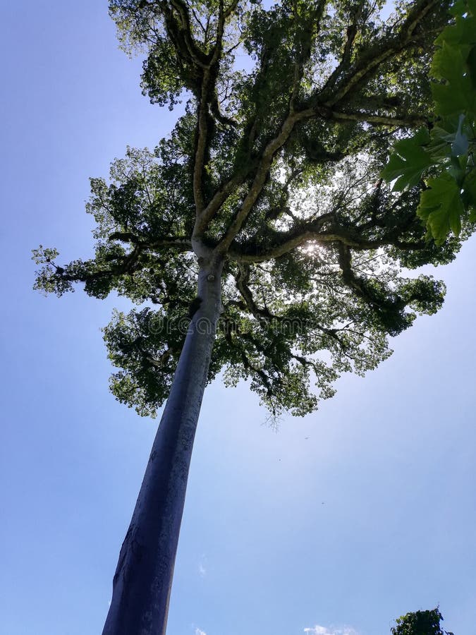 Very big tree the aeiva stock photo. Image of aeiva - 209244552