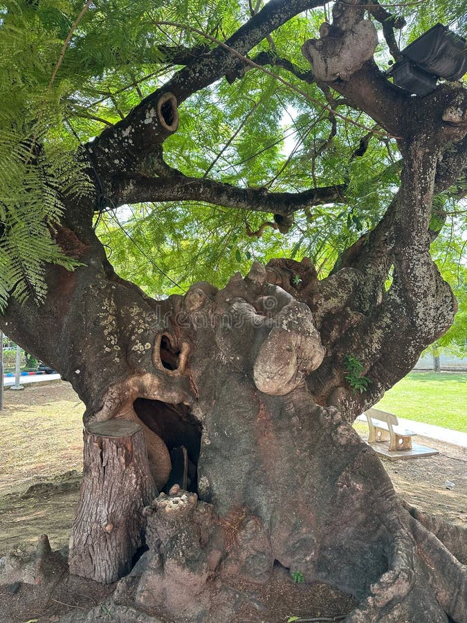 Large Tree Trunk Very Thick Has Many Branches Stock Photos - Free ...