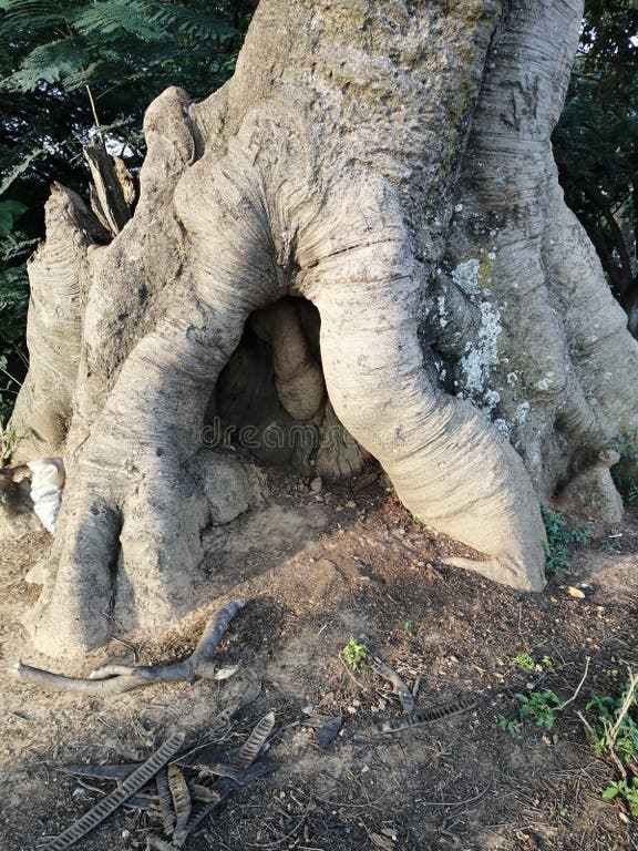 Very big tree root stock photo. Image of trunk, geology - 204824734