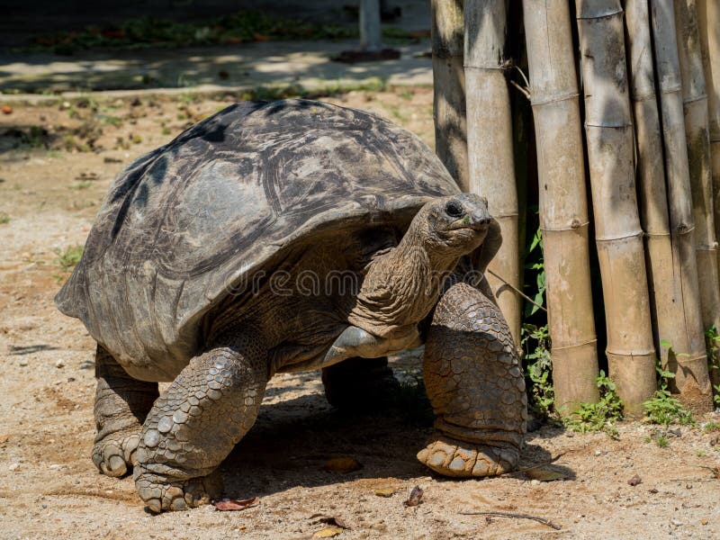 The Very Big Turtle Walking on the Sand Stock Image - Image of giant ...