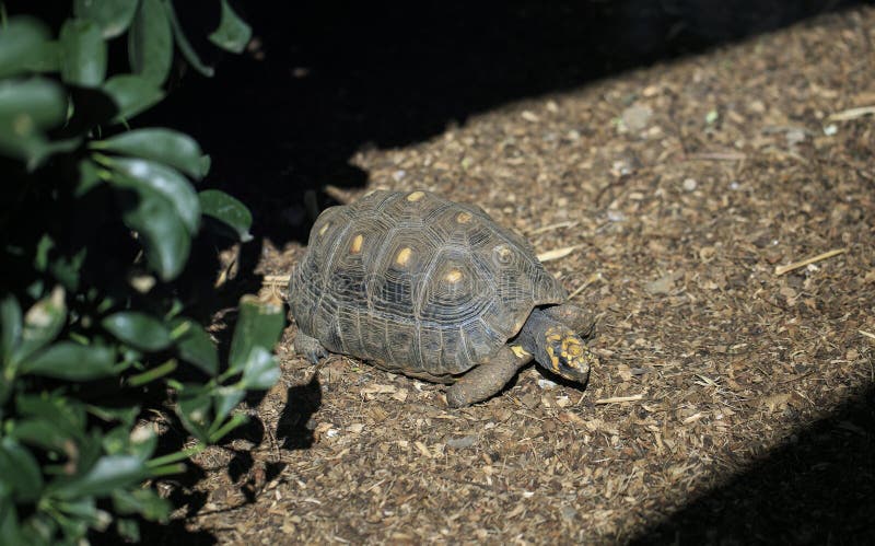 Very big turtle in a zoo stock photo. Image of ancient - 106918196