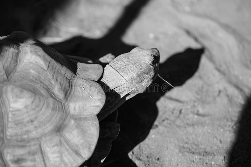 Very big turtle in a zoo stock photo. Image of large - 106918286