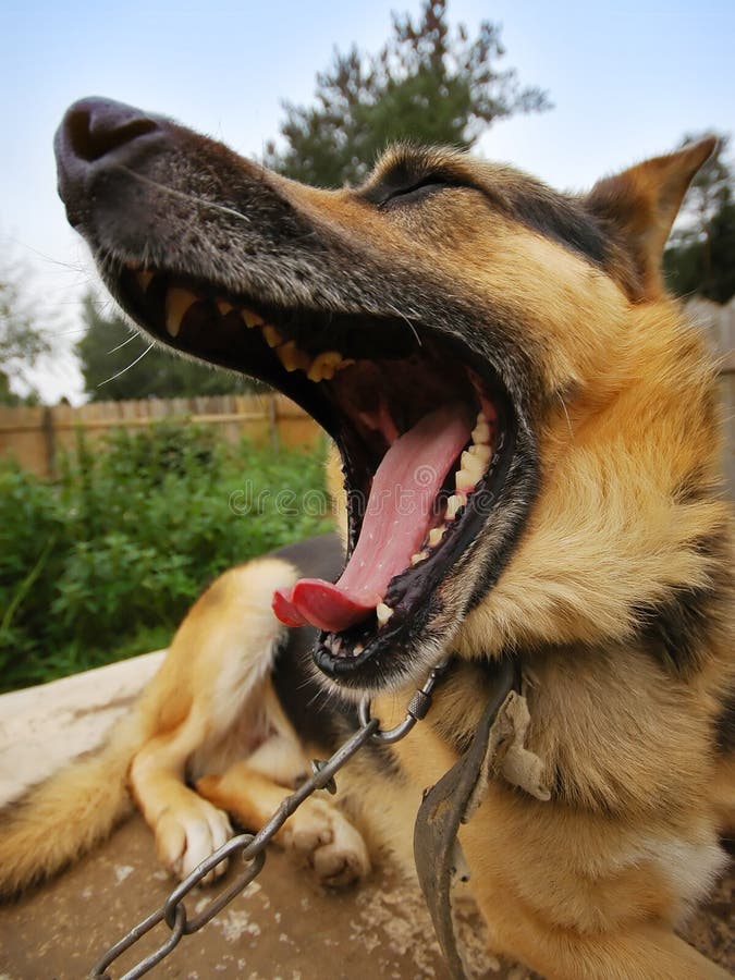 Very bored dog stock photo. Image of collar, famine, moustaches - 1346800