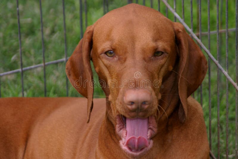 Very Bored Dog stock image. Image of tongue, canine, yawn - 69719
