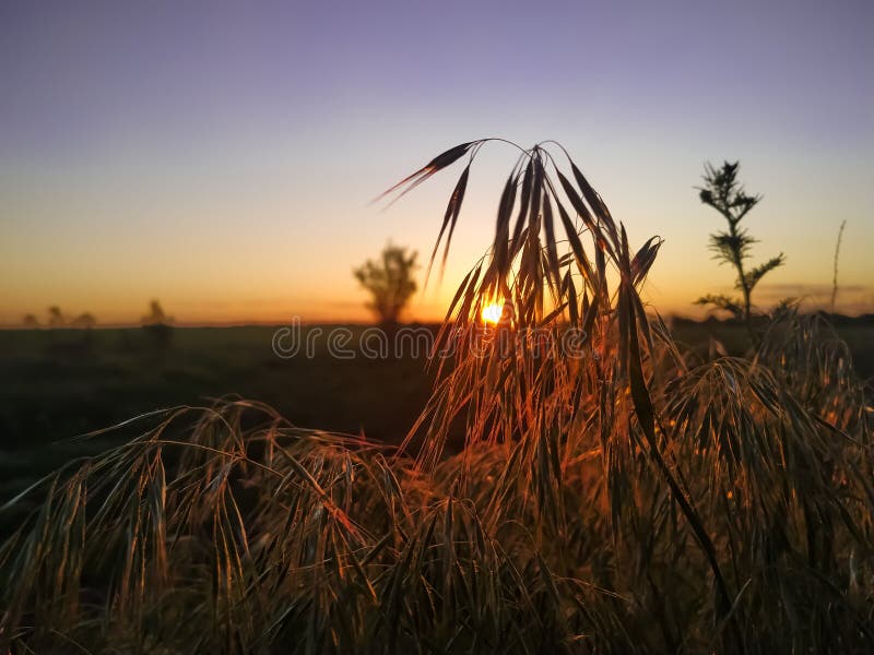 Very Bright and Beautiful Sunset in the Ukrainian Field Stock Photo ...