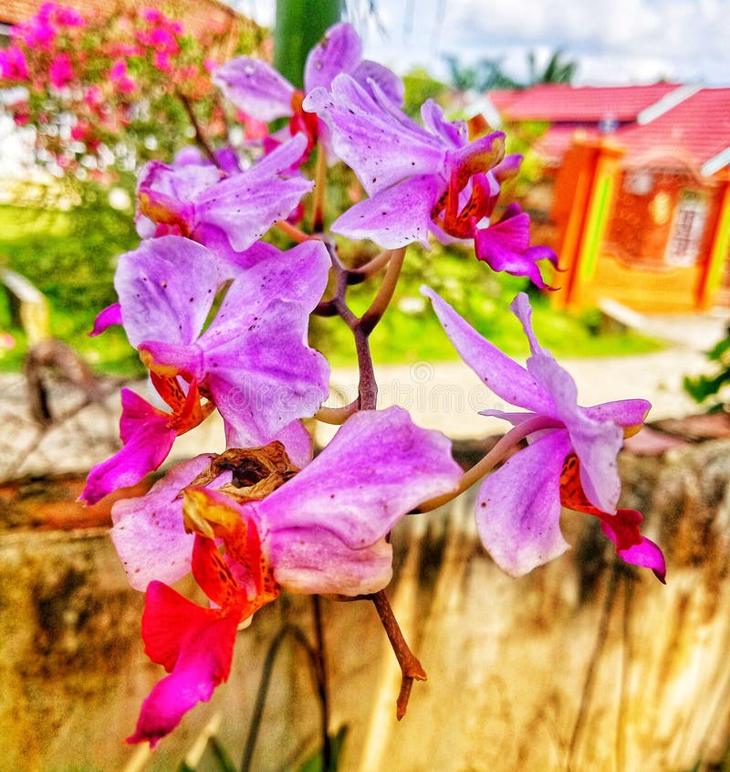 Very Bright Pink Orchid Flowers Stock Image - Image of orchid, flowers ...