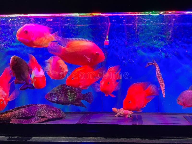 Very Bright Red Colored Fishes Stock Image - Image of captivity ...