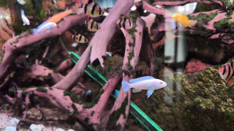 Very bright white fish stock image. Image of tree, flower - 354763959