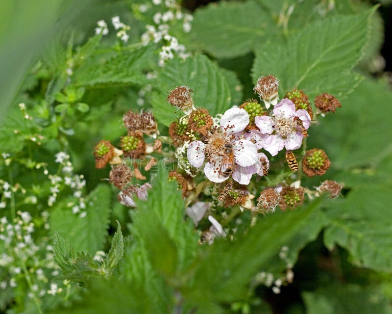 A very busy bramble stock image. Image of colours, nature - 278856465