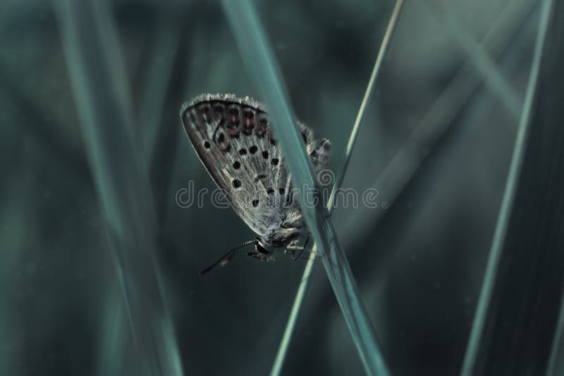Lovely butterfly stock image. Image of waiting, climber - 137346191