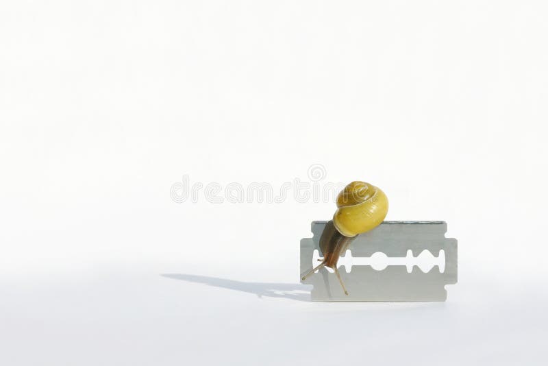 Very careful! stock photo. Image of slow, animal, cautious - 2137246