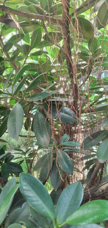 Very Charming Long Rooted Tree Stock Photo - Image of charming, rooted ...