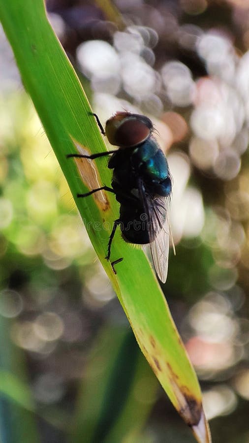 Very charming melee fly stock image. Image of animal - 265986523