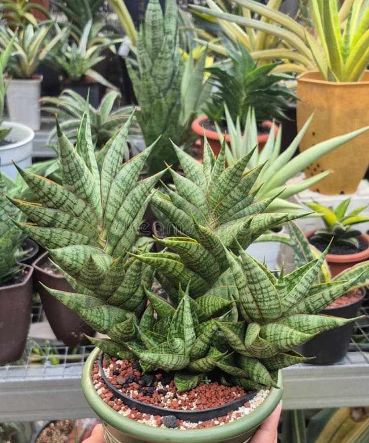 Very Charming Sansevieria, Growing Well on the Terrace of the House ...