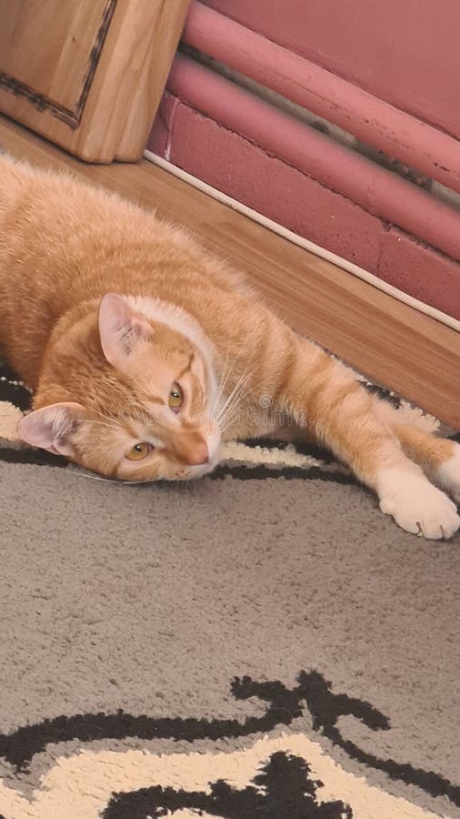 Very chilled cat stock photo. Image of skin, hand, carnivore - 247741460