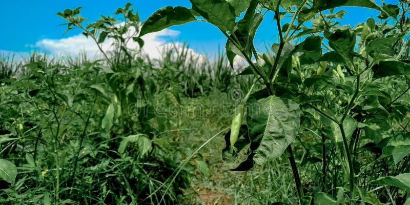 The very chilli tree stock photo. Image of agriculture - 203646094
