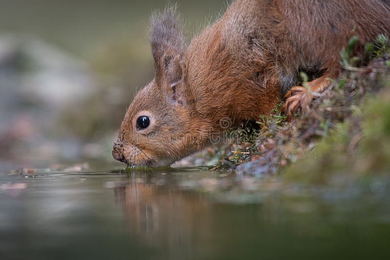Very Close Low Level of a Red Squirrel Drinking Stock Image - Image of ...