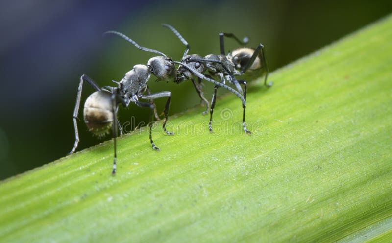Very Close Shot of Polyrhachis Dives Ants Stock Photo - Image of ...