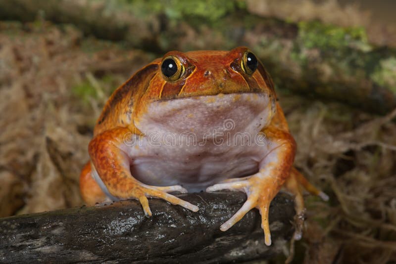 Tomato frog stock image. Image of fauna, nature, leaf - 100381377