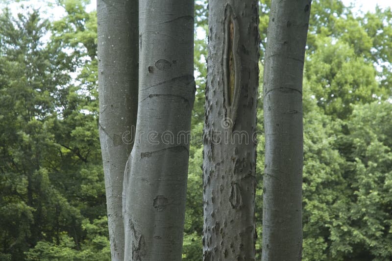 Trunks of Beech Trees Standing Close Together Stock Photo - Image of ...