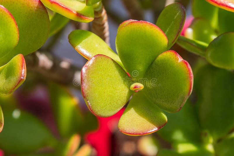 Leaf of a Jade Tree stock photo. Image of gardening - 383776074