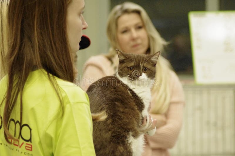 Cat on cat show editorial stock image. Image of black - 170184684