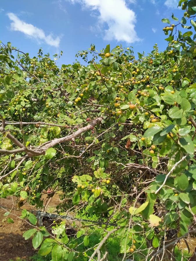 Very Closeup View of Berry Tree Stock Image - Image of view, green ...