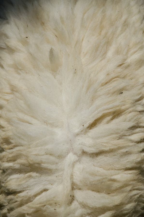 Very Closeup White Sheep Wool Stock Image - Image of sheep, fure: 119505093