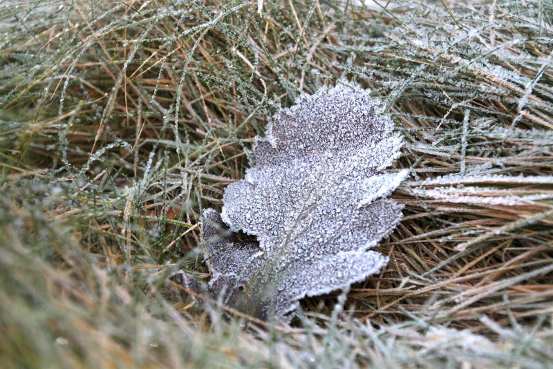 Very Cold Leaf in Wintertime Stock Photo - Image of meadow, white: 84580314