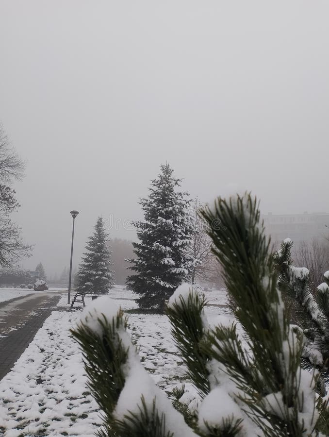 Very cold winter stock photo. Image of tree, mountain - 264253688