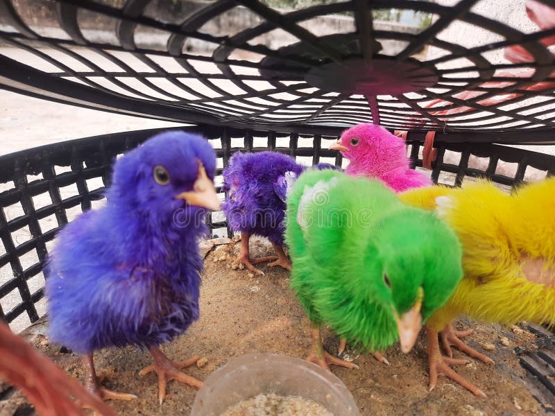 Colorful Chicks stock photo. Image of bird, chicks, chicken - 35403820