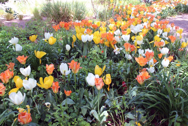 Very Colorful Flowers stock photo. Image of colorful - 90588304