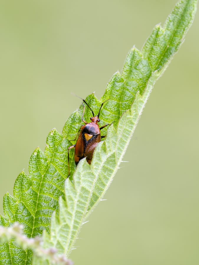 Mirid bug on a leaf stock photo. Image of macro, outdoor - 105071814