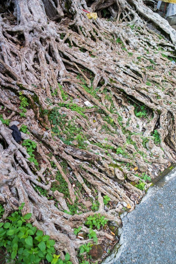 A Very Complex Root System of Forest Trees. Stock Image - Image of ...