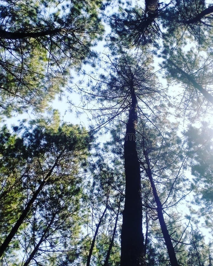 Very Beautiful Natural Pine Trees and Cool Atmosphere Stock Photo ...