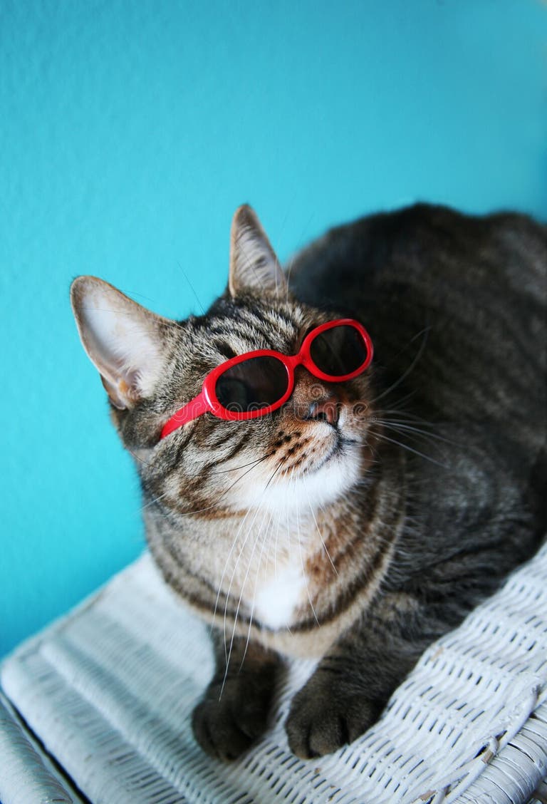 2,030 Cat Shades Stock Photos - Free & Royalty-Free Stock Photos from ...