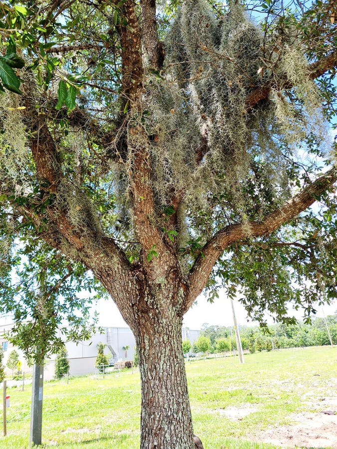 Cool Mossy Oak Tree Stock Photos - Free & Royalty-Free Stock Photos ...