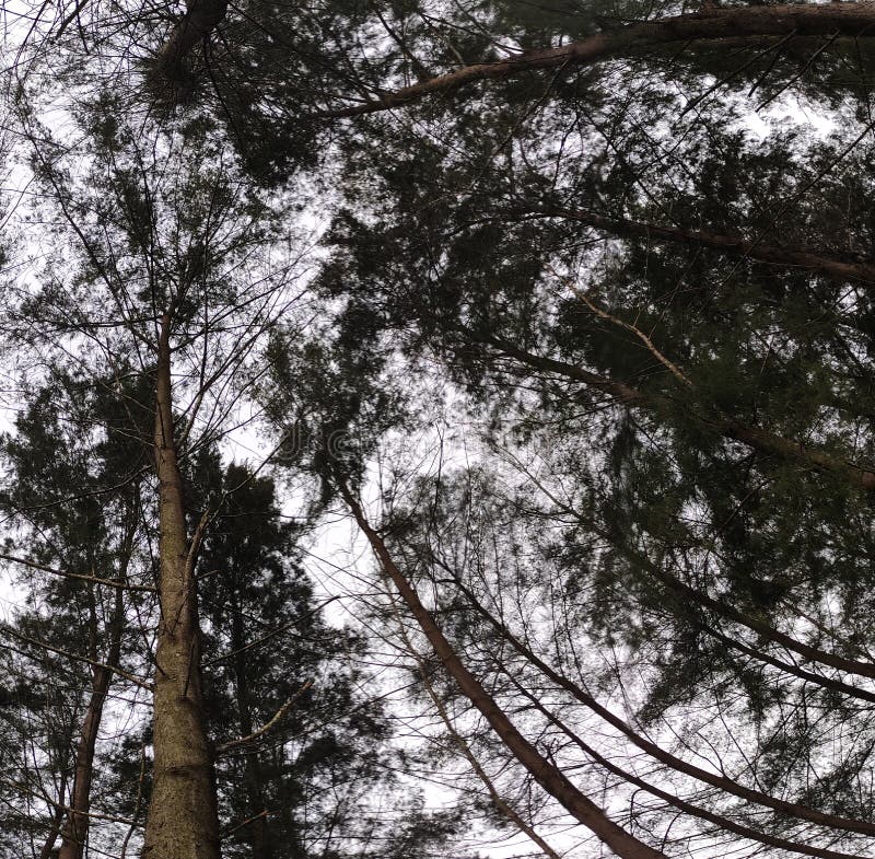 Very Cool Pine Tree stock photo. Image of forest, trees - 234239488