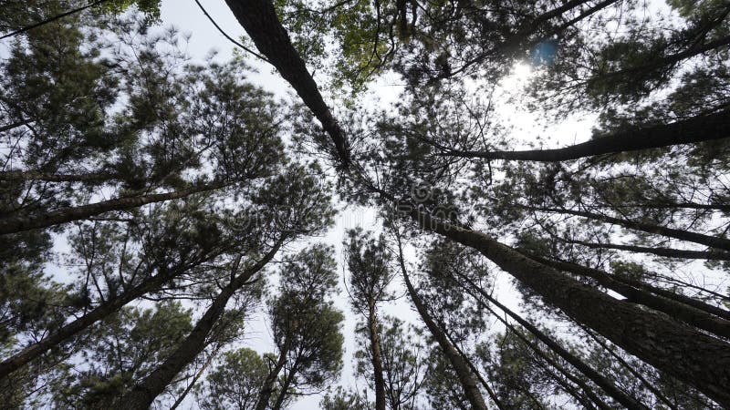 Very cool pine tree stock image. Image of nice, photographing - 215354625