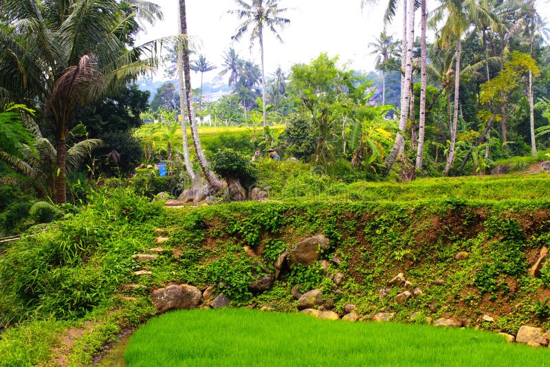 This is a Very Cool Portrait of a Rice Field Stock Image - Image of ...