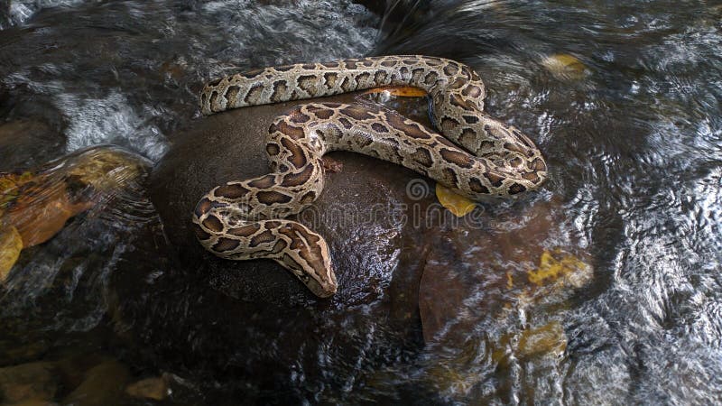 Very cool snake stock photo. Image of alligator, frog - 262954360