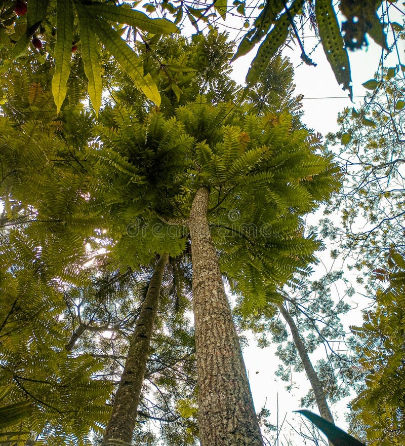 It is Very Cool To Take Shelter Under a Tall Tree Stock Photo - Image ...