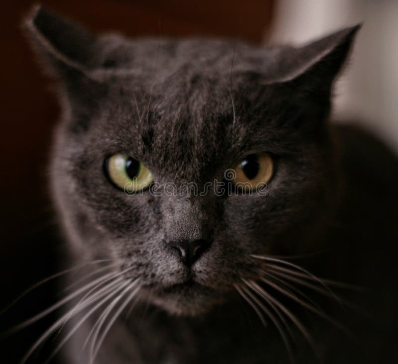 A very curious cat! stock photo. Image of curious, canon - 141406982