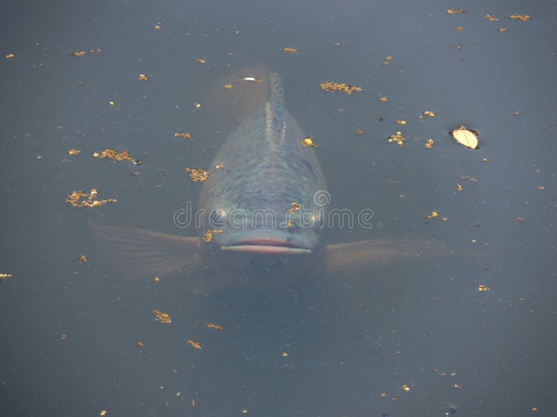 A very curious fish! stock image. Image of pond, beautiful - 44107963