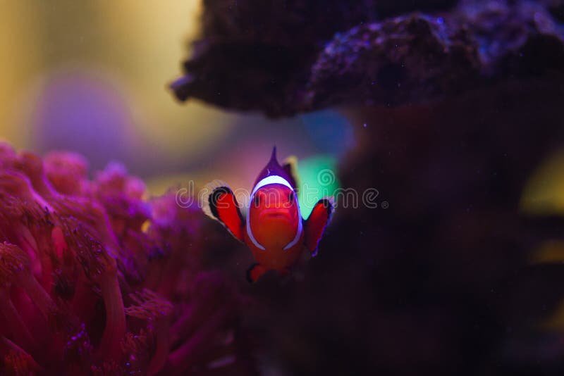 Orange Fish Lookig Straight at a Camera Stock Image - Image of camera ...