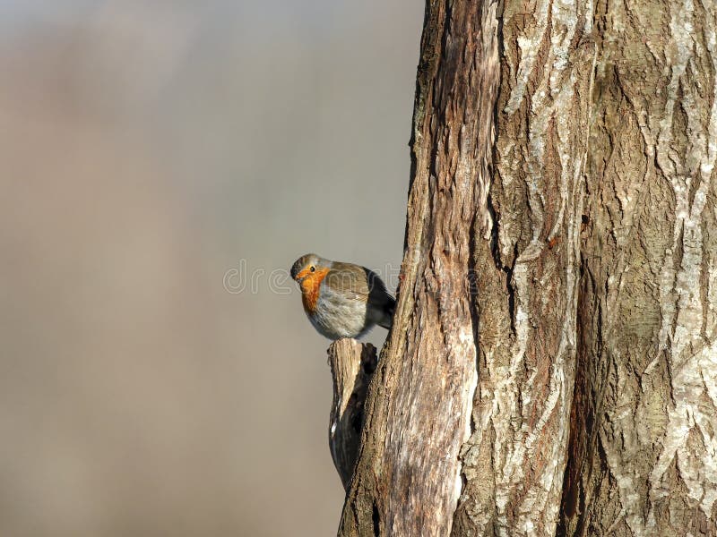 Beautiful robin bird stock image. Image of bird, erithacus - 317937805