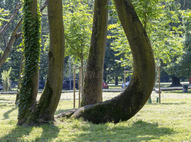 Very curved tree trunk stock image. Image of park, curved - 219971531
