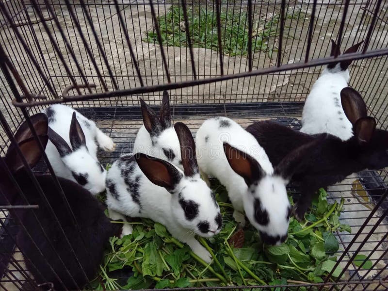 Very Cute and Adorable Baby Rabbit Stock Image - Image of terrier ...